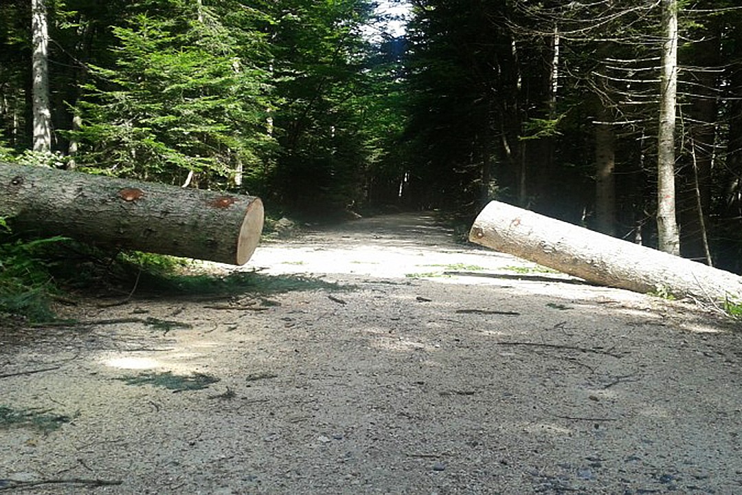 Licenca za ubijanje u pojam - Školegijum